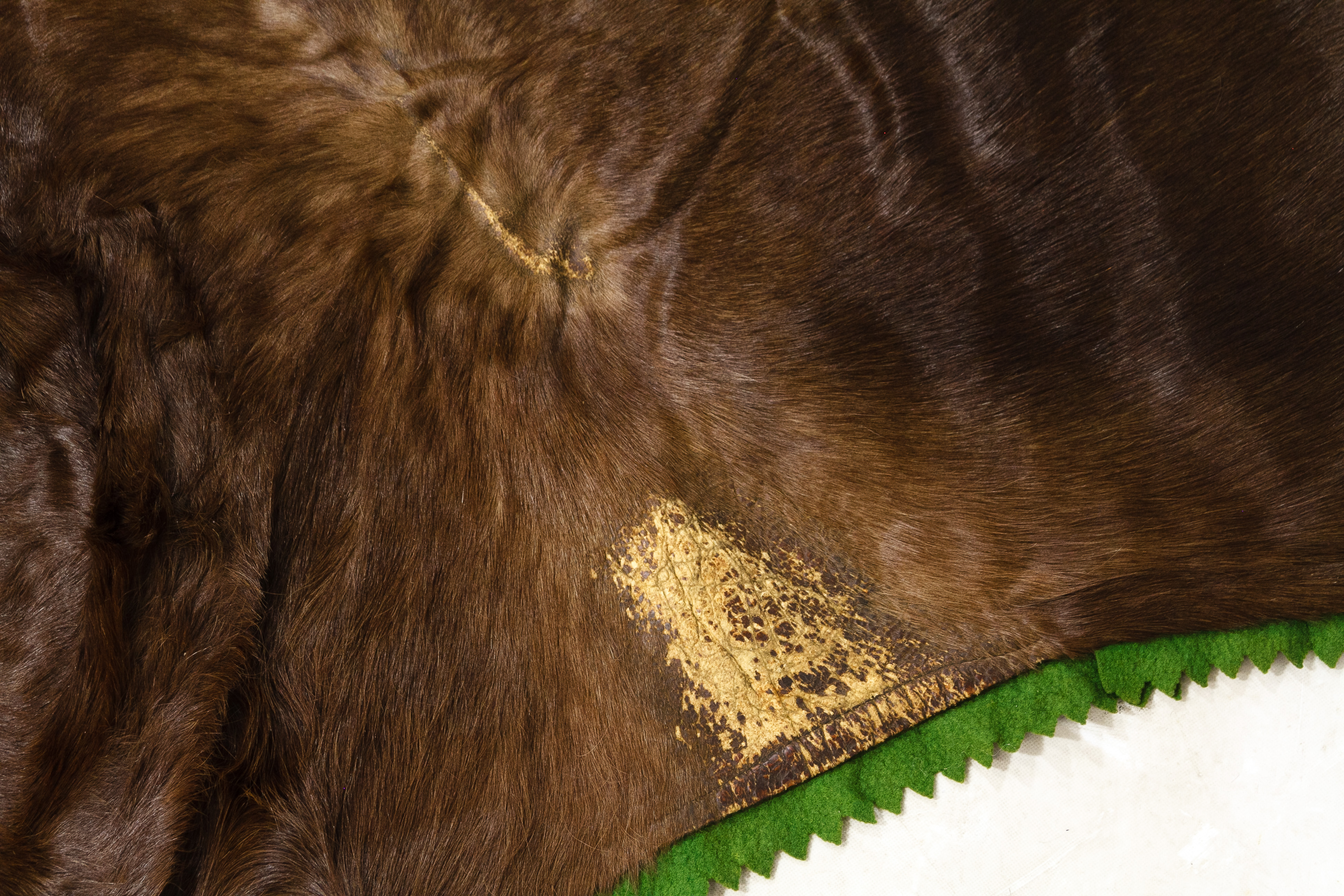 Bear Skin Taxidermy Rugs